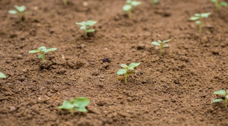 How to Plant, Grow, and Care for Snapdragons