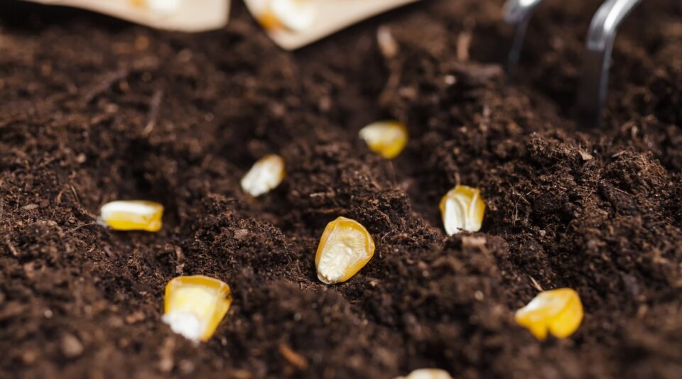 Do Regrowing Food Scraps Hacks Actually Work?