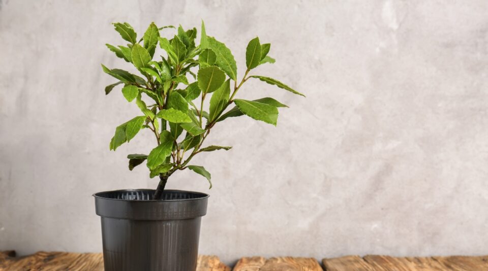 13 Potted Herbs You Can Grow Indoors for Thanksgiving Dinner