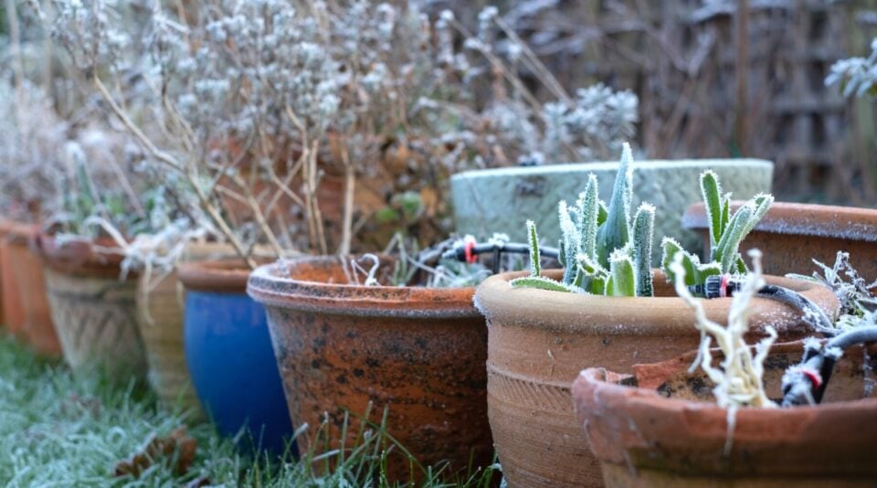 How to Overwinter Perennial Plants in Pots & Containers