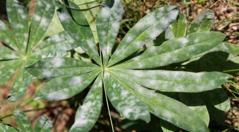 11 Common Problems With Lupines