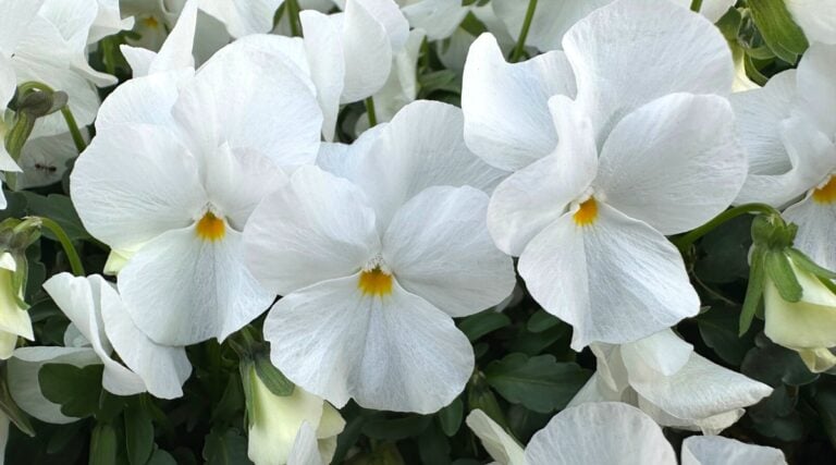 31 Cold-Hardy Viola Varieties For Your Garden