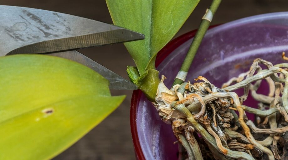 How to Plant, Grow, and Care for Phalaenopsis Orchids