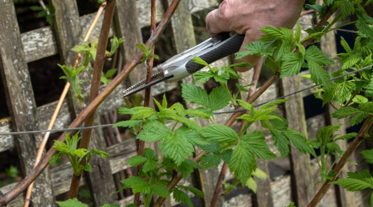 How to Prepare Raspberries for Winter in 7 Easy Steps