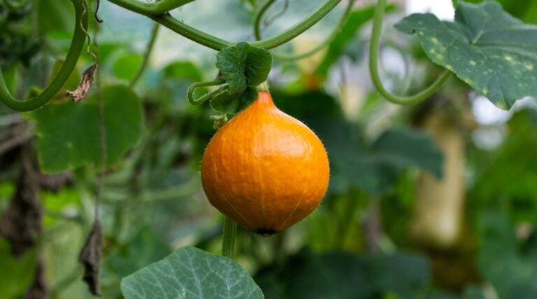 27 Unusual and Rare Vegetables to Grow This Season
