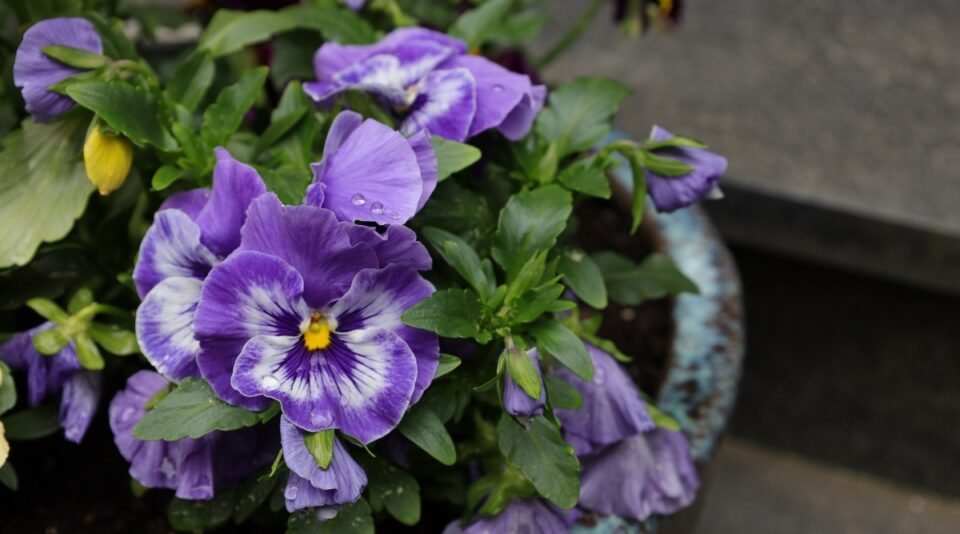 Violas, Violets, and Pansies: Grow These Frost-Ready Flowers