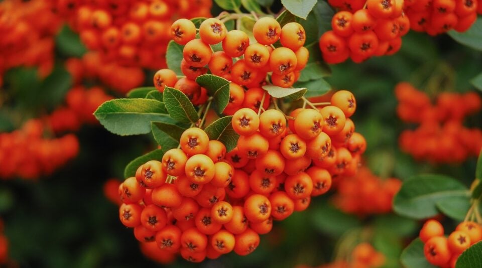 31 Plants That Provide Beautiful Winter Interest