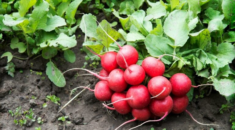 15 Cold-Season Vegetables That Get Sweeter After a Frost