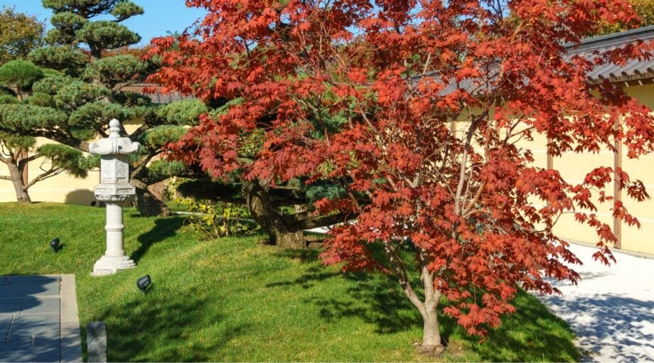 How to Plant, Grow, and Care for Japanese Maple Trees