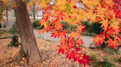 31 Recommended Native Plants For the Southeast