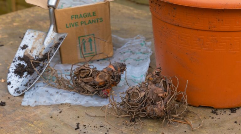 9 Tips for Storing Canna Lily Bulbs This Winter
