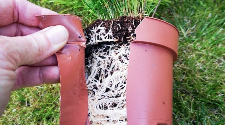 How and When to Repot Houseplants: A Repotting Plant Guide