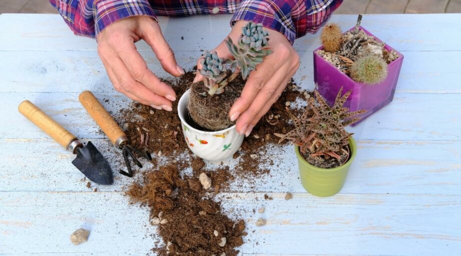 11 Ways to Prevent Transplant Shock When Moving Perennials