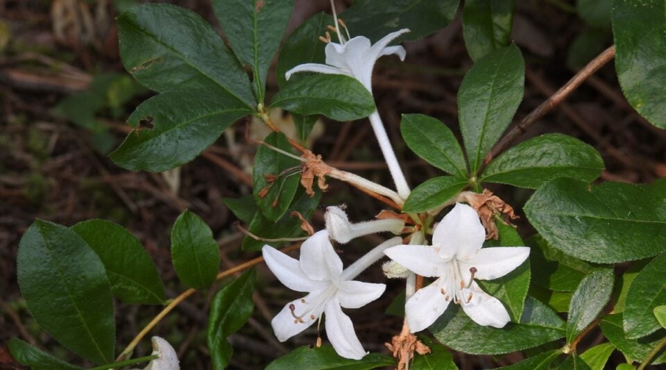 31 Recommended Native Plants for The Northeast