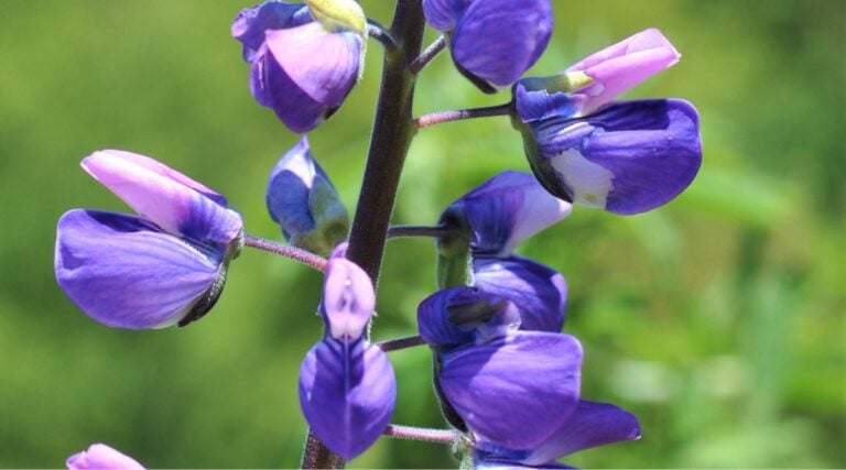 11 Beautiful Lupine Varieties for Your Garden