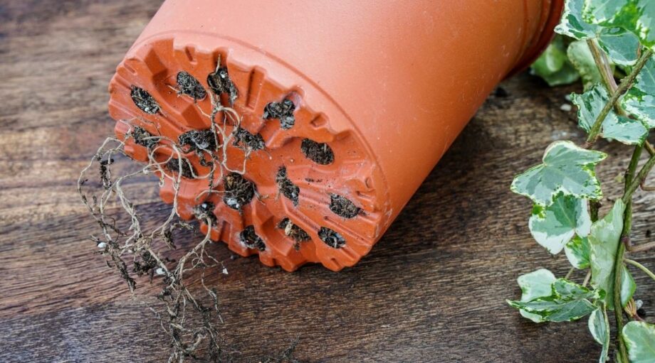 11 Ways to Prevent Transplant Shock When Moving Perennials