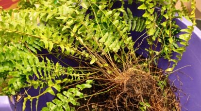 How to Plant, Grow, and Care for Lady Ferns