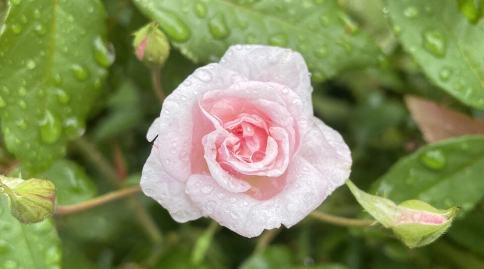 19 Edible Flowers for Your Garden