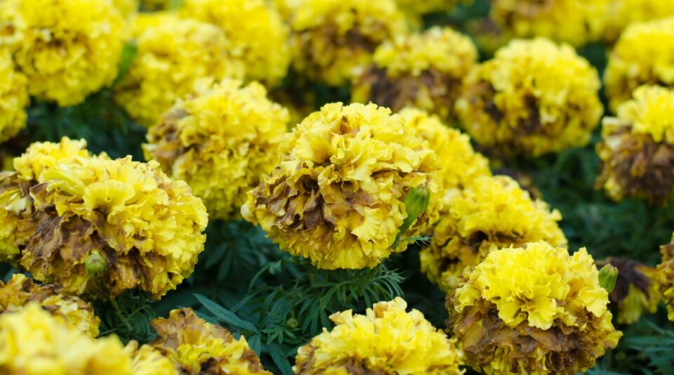 15 Common Zinnia-Growing Problems