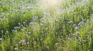How to Plant, Grow, and Care for Phacelia