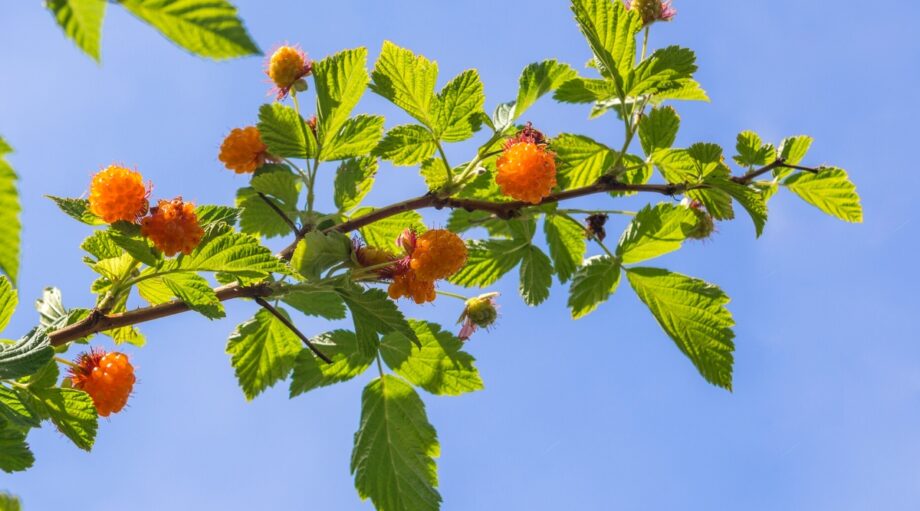 31 Recommended Native Plants for the Northwest