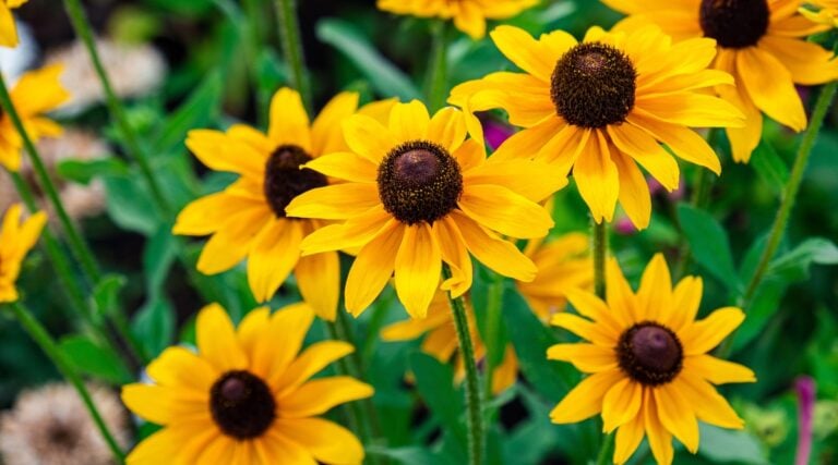 37 Seeds That Require Cold Stratification To Germinate