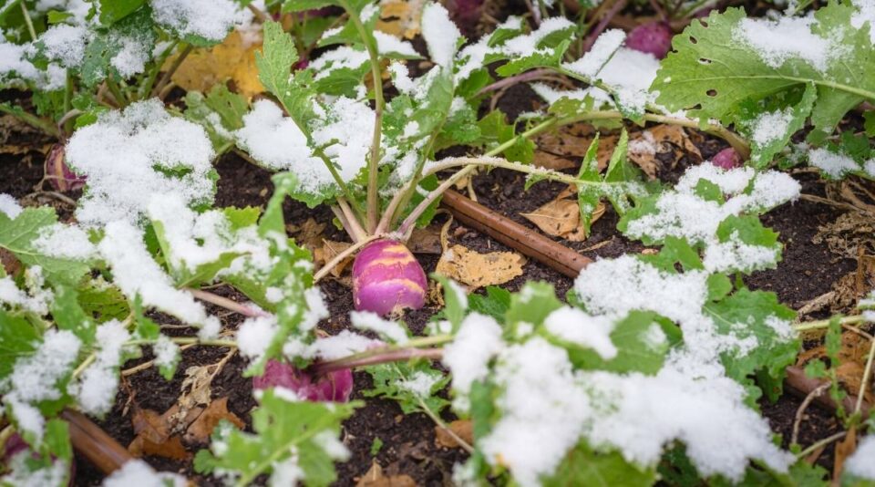 15 Cold-Season Vegetables That Get Sweeter After a Frost