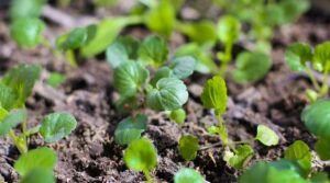 Violas, Violets, and Pansies: Grow These Frost-Ready Flowers