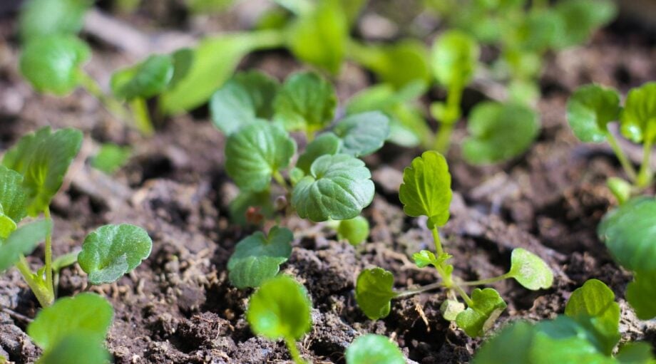 Violas, Violets, and Pansies: Grow These Frost-Ready Flowers