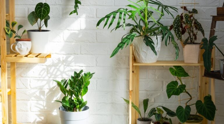 11 Tips for Bringing Outdoor Plants Inside for Winter