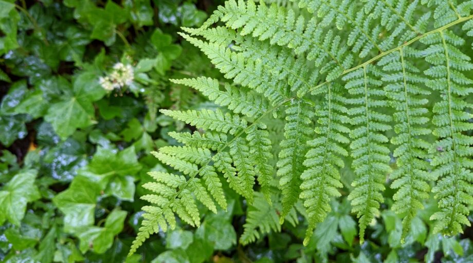 How to Plant, Grow, and Care for Lady Ferns