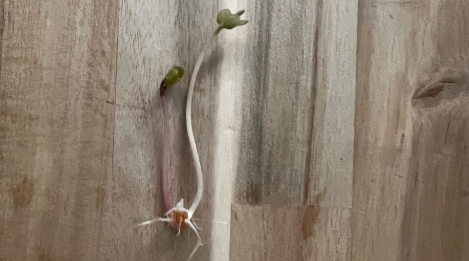 How to Use a Seed Sprouter for Delicious Homegrown Sprouts