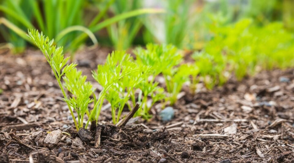 How To Thin Seedlings for A Productive Garden