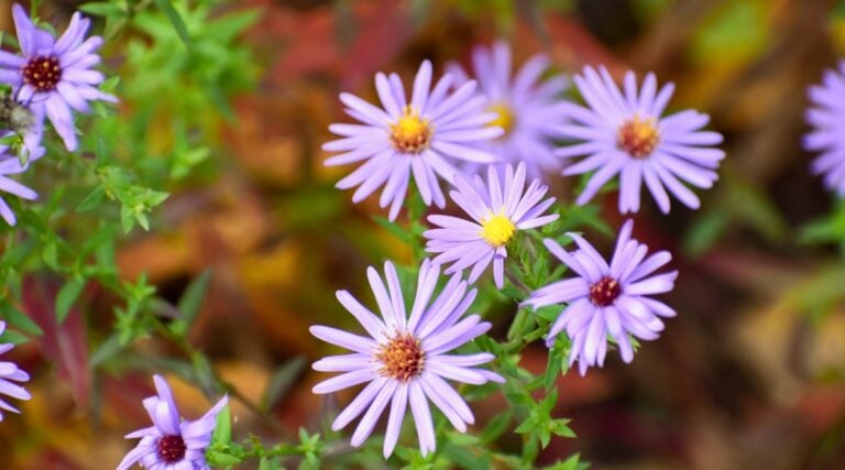 31 Recommended Native Plants for The Northeast