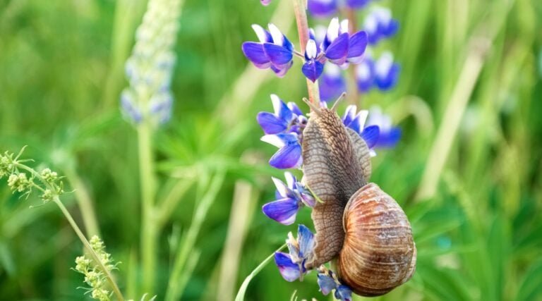 11 Common Problems With Lupines