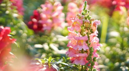 How to Plant, Grow, and Care for Snapdragons