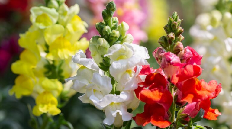 How to Plant, Grow, and Care for Snapdragons