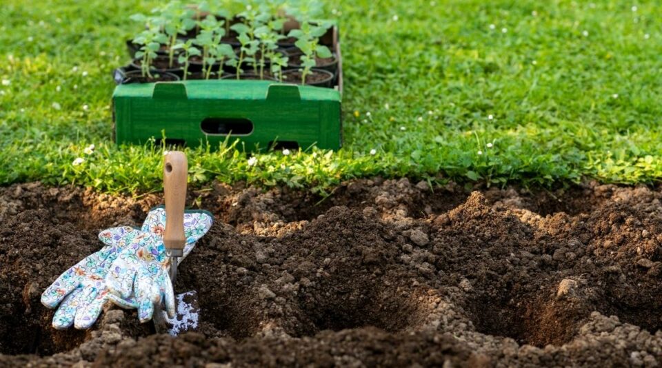 11 Ways to Prevent Transplant Shock When Moving Perennials