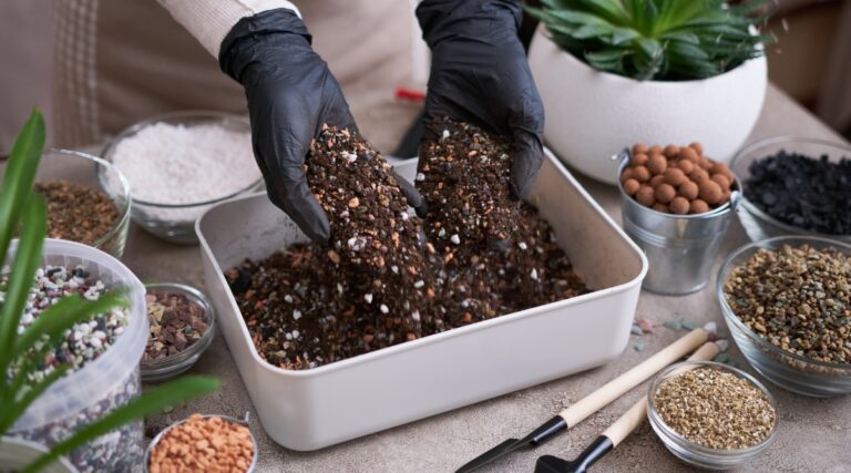 How and When to Repot Houseplants: A Repotting Plant Guide