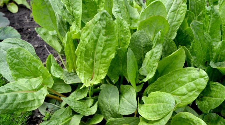 27 Unusual and Rare Vegetables to Grow This Season