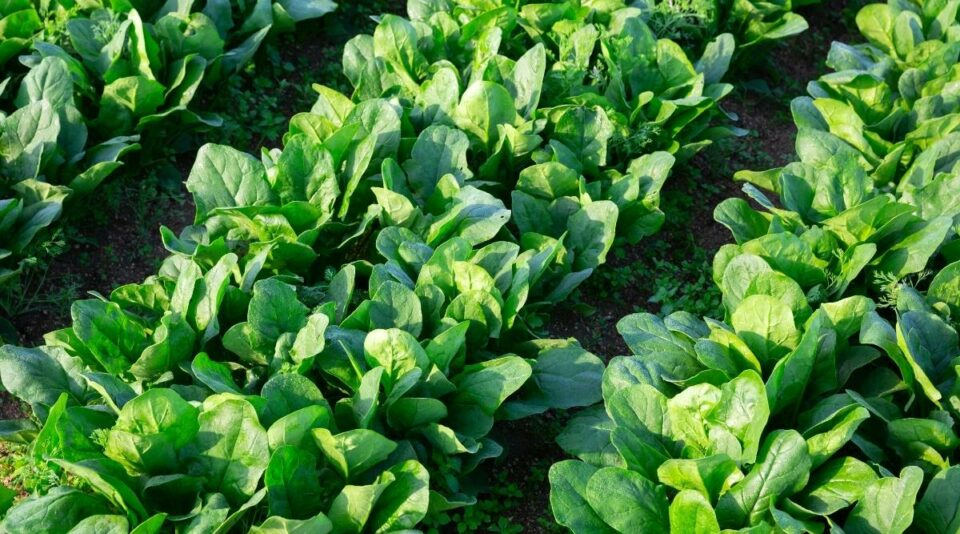 15 Cold-Season Vegetables That Get Sweeter After a Frost