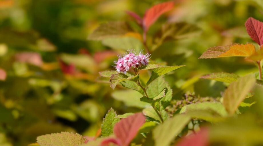 31 Beautiful Spirea Varieties For Your Landscape