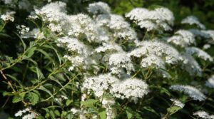 31 Beautiful Spirea Varieties For Your Landscape