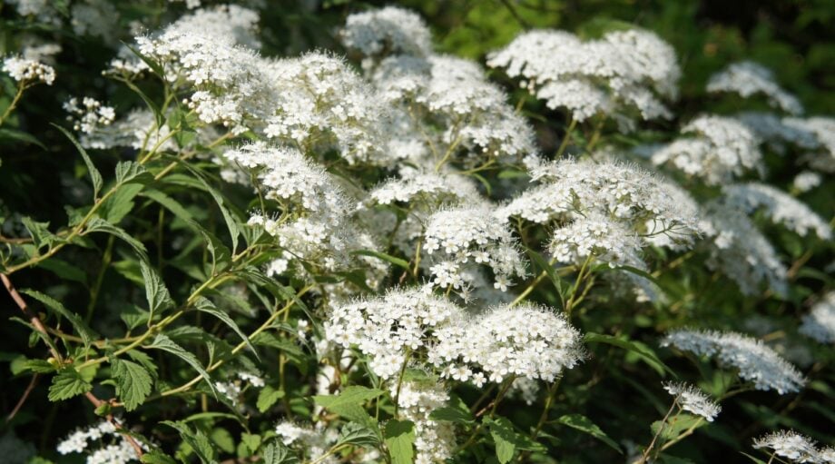 31 Beautiful Spirea Varieties For Your Landscape
