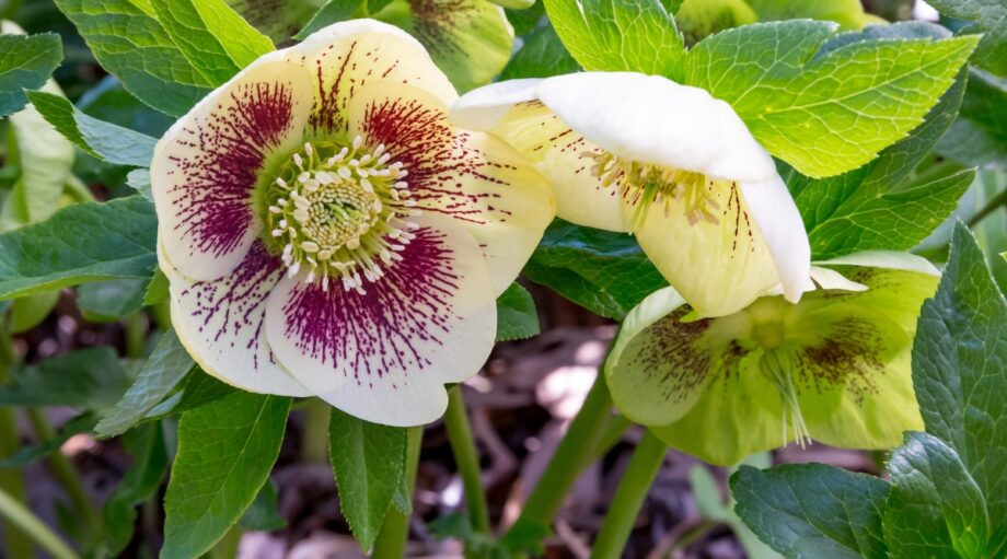 31 Beautiful Plants to Gift and Receive This Holiday Season