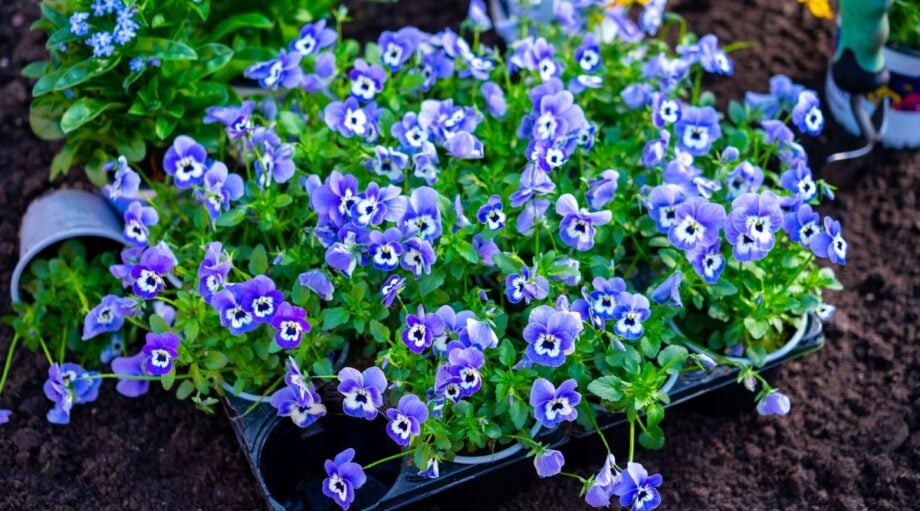 Violas, Violets, and Pansies: Grow These Frost-Ready Flowers