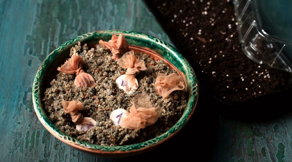 Cold Stratification for Seeds: How Does it Work?