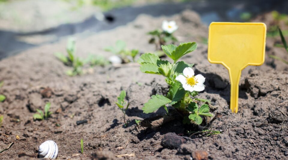 How to Save Seeds for Next Year's Garden: 5 Simple Steps