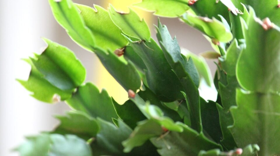 How to Plant, Grow, and Care for Thanksgiving Cactus