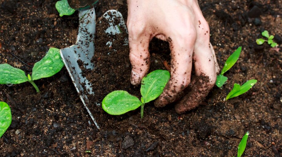 How To Thin Seedlings for A Productive Garden